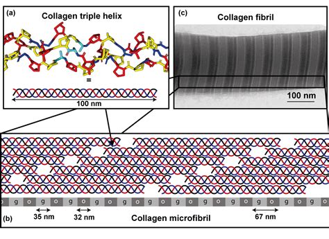 Image result for Collagen Structure