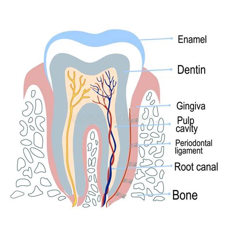 Image result for Human Tooth Structure