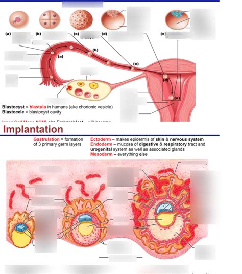 Image result for Invagination