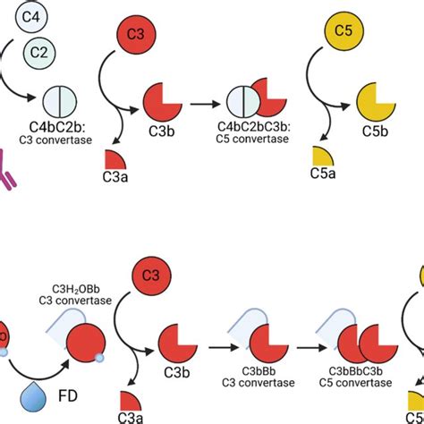 Image result for Activation of the Complement System