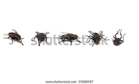 Image result for Fly Life Cycle