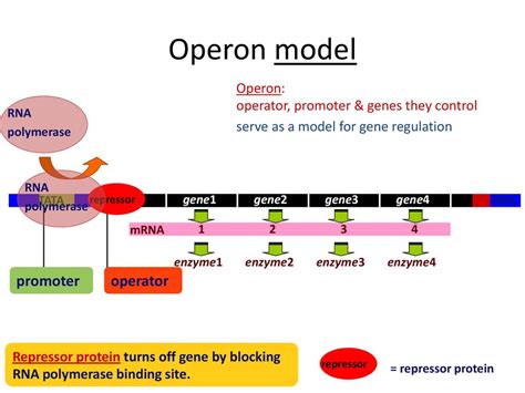Image result for Operon Theory