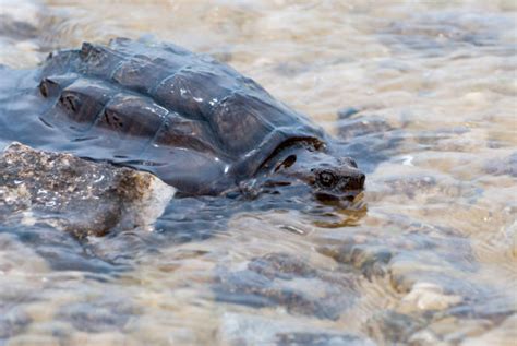 Image result for Michigan Snapping Turtle