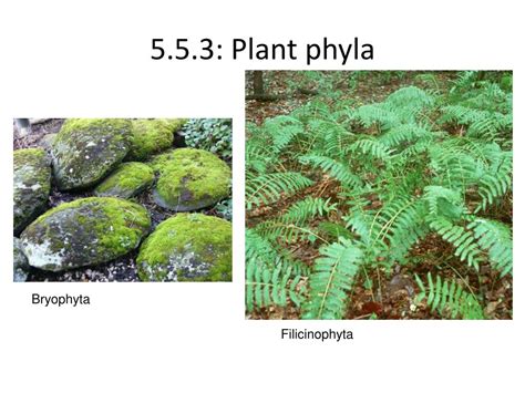 Image result for Classification Examples Grade 5