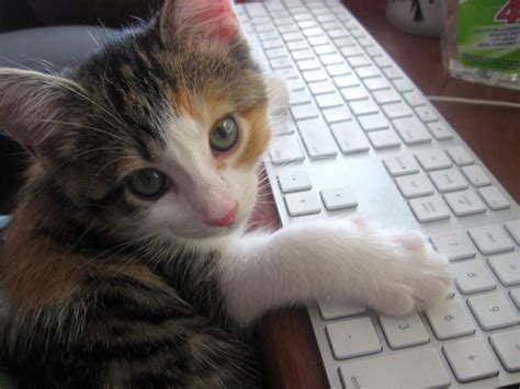 Image result for Pets Status