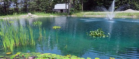 Image result for Large Pond Algae Control