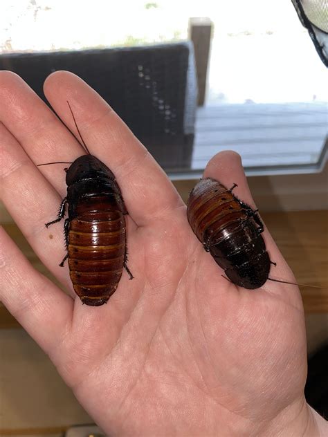 Image result for Pet Cockroach