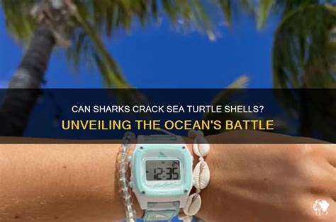 Image result for Break the Turtle Shell