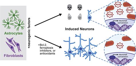 Image result for Neuronal Reprogramming