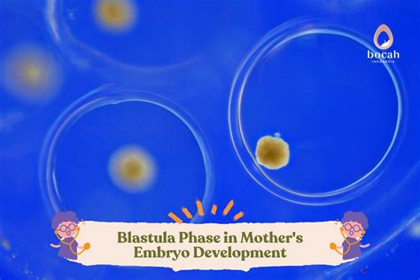 Image result for Blastula Development