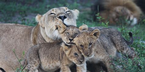 [500+] Wild Animals Pictures | Wallpapers.com - My Share