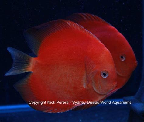 Image result for Red Coral Discus