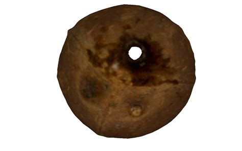 Image result for Coconut Shell Models