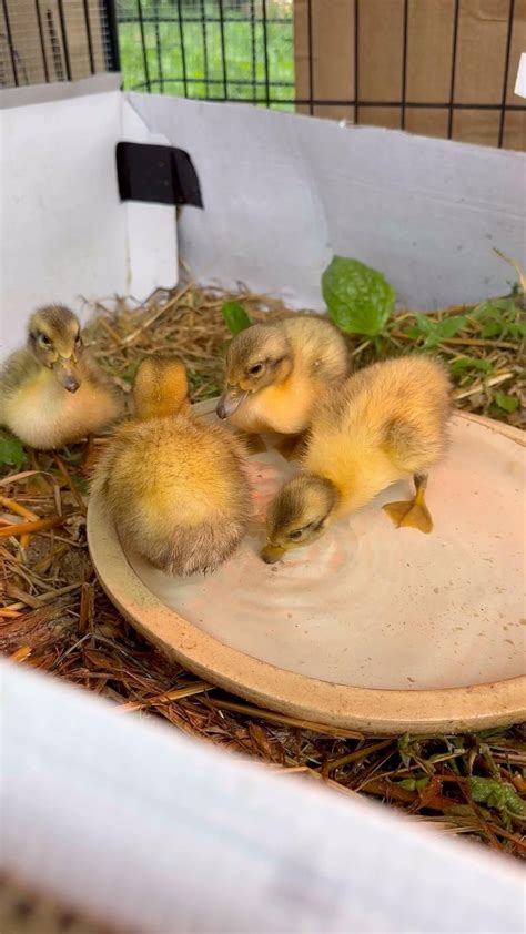 Image result for Ducklings Hatching