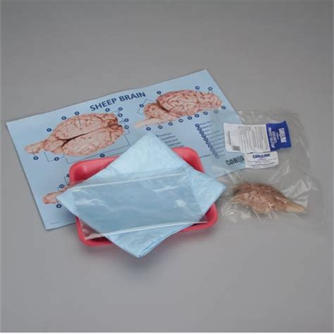 Image result for Brain Dissection