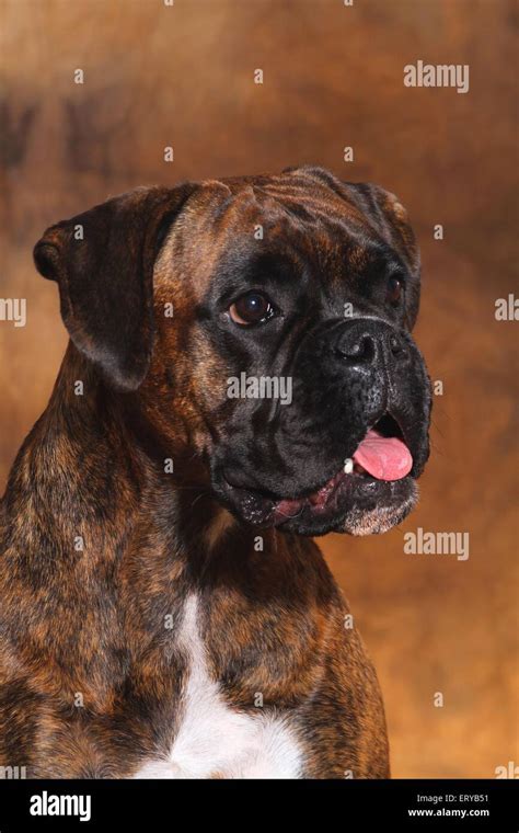 Image result for German Boxer