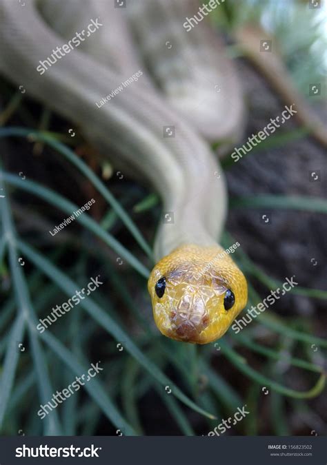 Image result for Woma Python