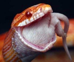 Image result for Snake Python Next to Food