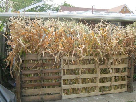 Image result for How to Display Corn Stalks