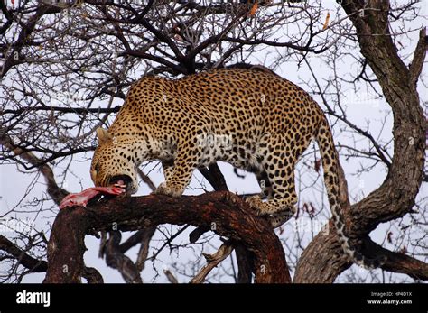Image result for Leopard Eating
