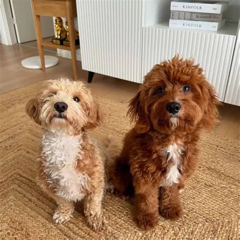 Image result for Cavapoo vs Havapoo