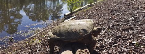 Image result for How to Build a Turtle Trap