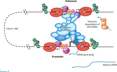 Image result for Expression Enhancer