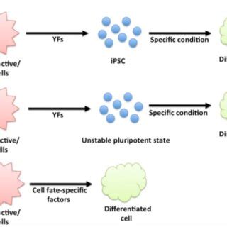 Image result for Yamanaka Discovered Cellular Reprogramming