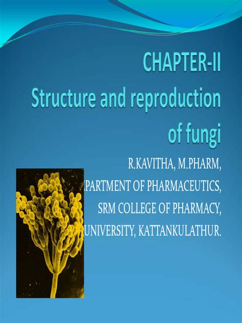 Image result for Fungus Reproduction