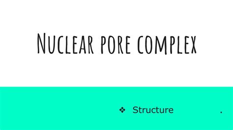 Image result for Function of Nuclear Pore Complex