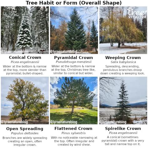 Image result for Fir Tree Identification