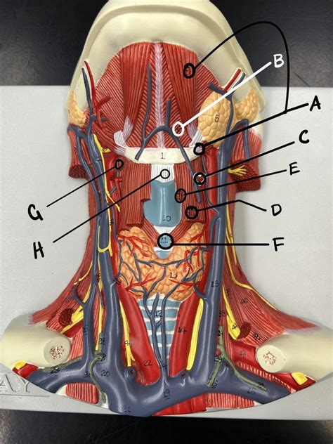 Image result for How to Build Neck Muscles Chart