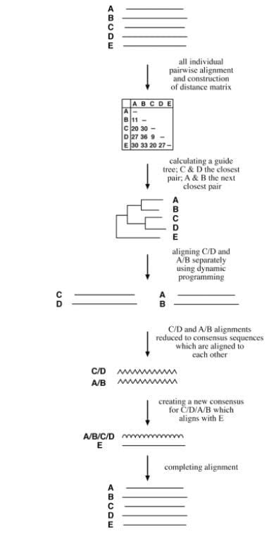 Image result for Simple Alignment Sequence
