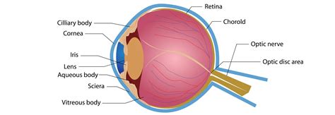 Image result for Eye Anatomy Function