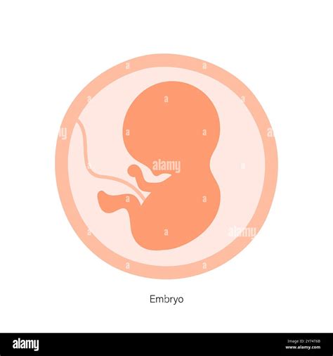 Image result for Embryo Development