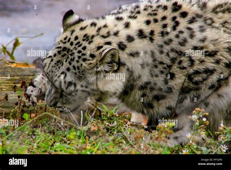 Image result for Leopard Eating