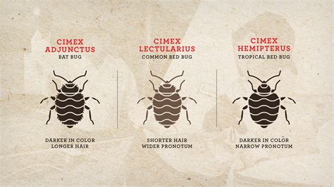 Image result for Bed Bug Identification