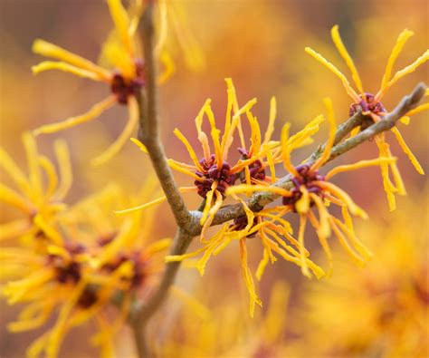 Image result for Exploding Witch Hazel