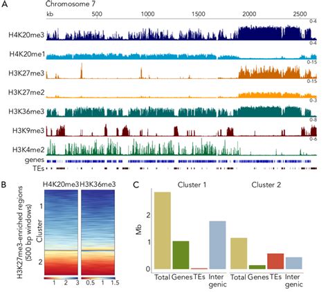 Image result for Pattern Modification of Histone Tails