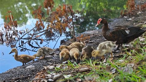 Image result for Ducklings Hatching