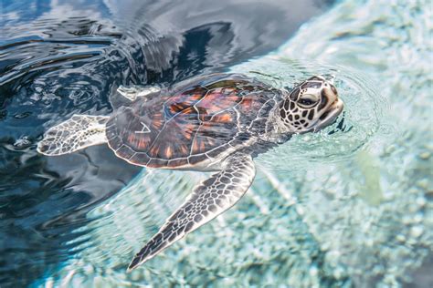Image result for Sea Turtle Reproduction