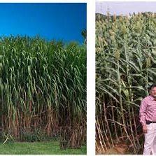 Image result for Bioethanol Refineries