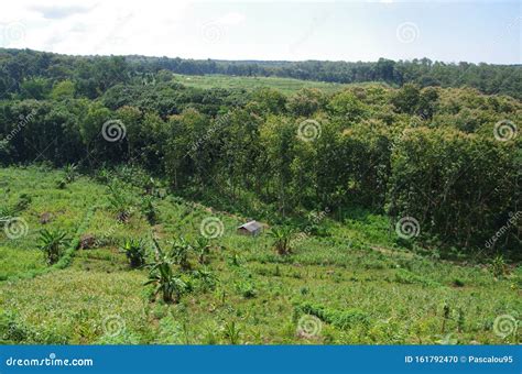 Image result for Java Island Landscape