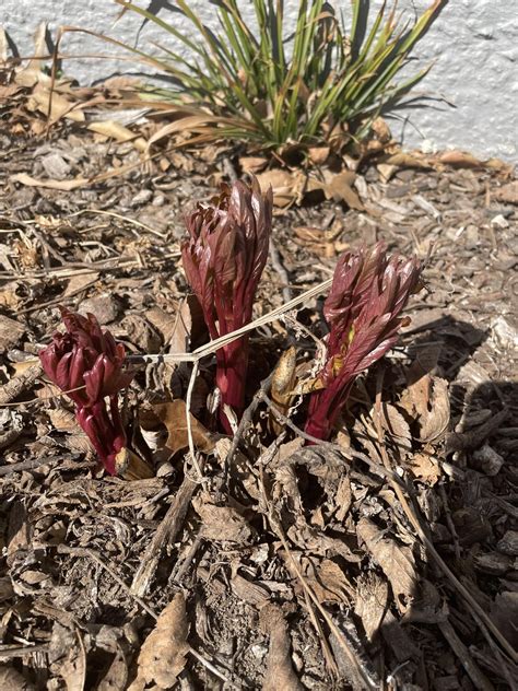 Image result for Springing Spring