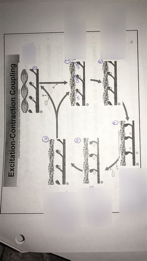 Image result for Label Structures Associated with Excitation-Contraction Coupling