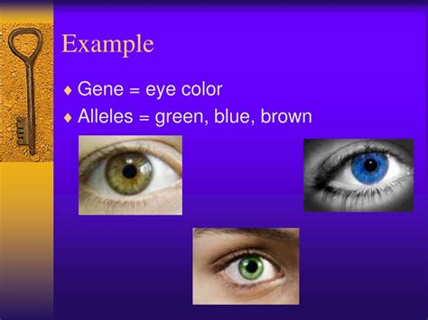 Image result for Eye Color Inheritance Pattern
