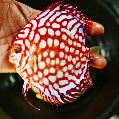 Image result for Red Eagle Discus