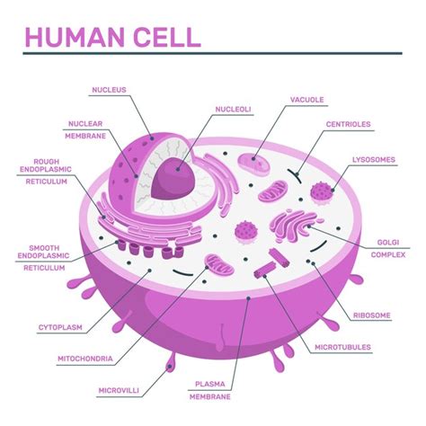 Image result for Components of Human Cell Only