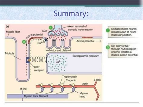 Image result for Flowchart of Excitation Contraction Coupling