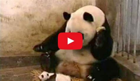 Image result for Sneezing Panda Exploding
